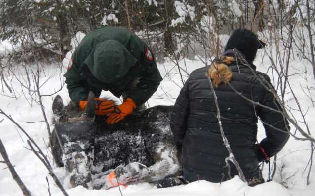 More Maine moose calves are surviving tick infestations this winter ...