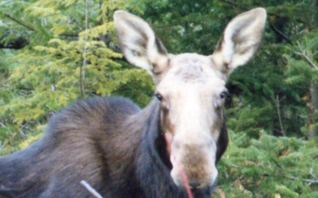 Thoreau-Wabanaki Festival celebrates ties to native ways, moose ...