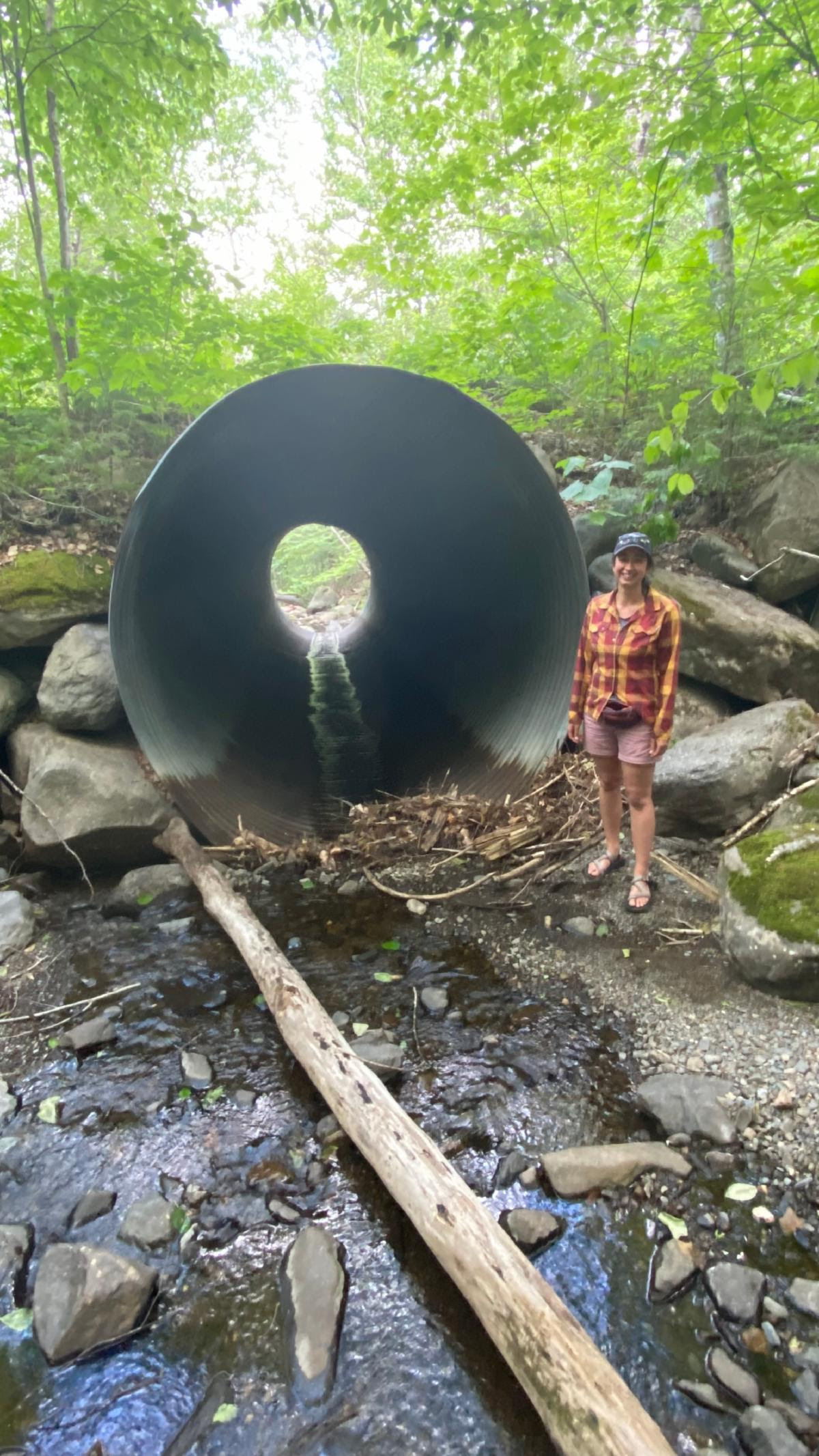Atlantic salmon benefit from stream reconnection in Pleasant River ...